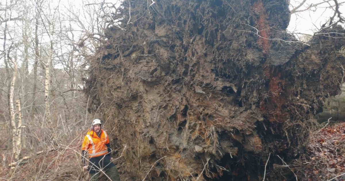 Storm Eowyn tree damage work continues - West Lothian News